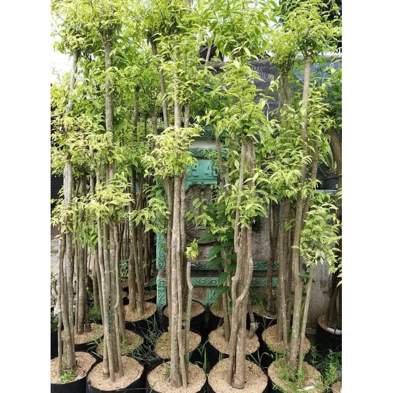 Jual anting putri 100 cm -120 cm batang banyak daun rimbun ful media ...