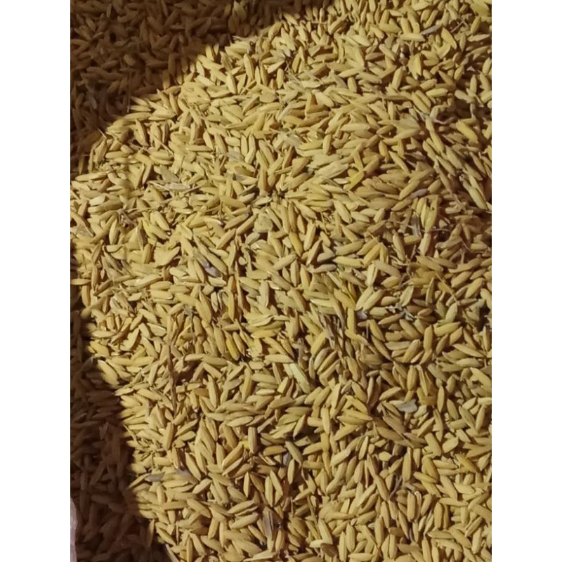 Jual gabah padi kering bahan bibit impari 25kg | Shopee Indonesia