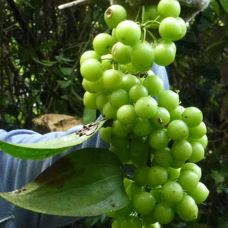 Jual Anggur 1 Kg Terlengkap & Harga Terbaru Maret 2026 | Shopee Indonesia