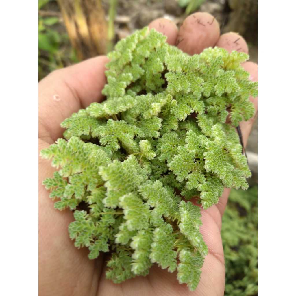 Jual Bibit super Azolla Microphyla 1kg | Shopee Indonesia