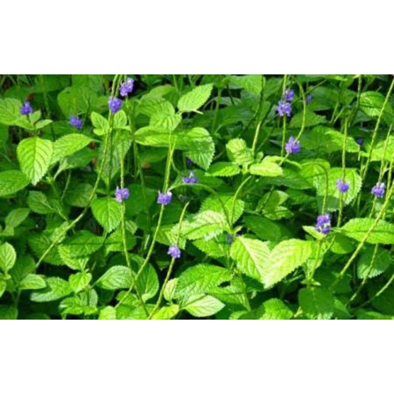 Jual tanaman herbal daun pecut kuda / jarong 500grm | Shopee Indonesia