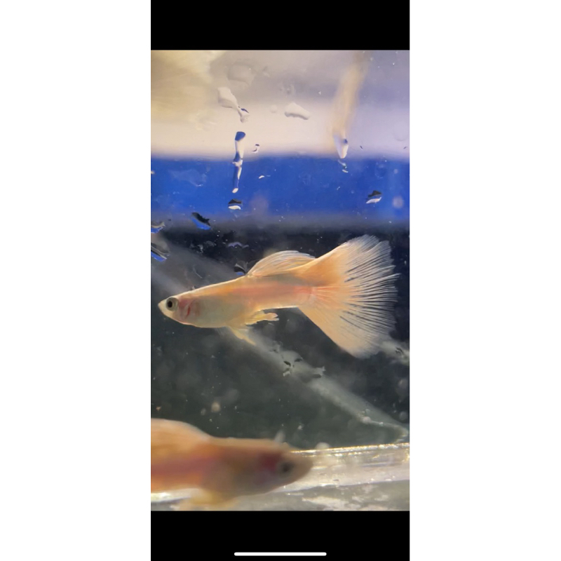 Jual Metal Pingu Guppy Best Quality | Shopee Indonesia