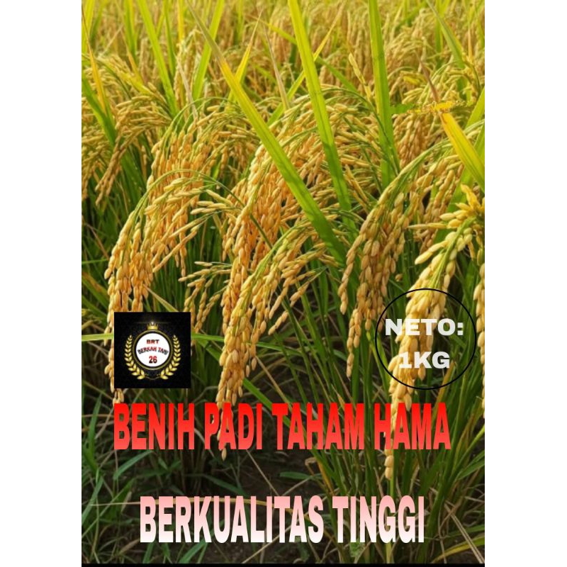 Jual BENIH PADI TAHAN HAMA BERKUALITAS TINGGI 1KG | Shopee Indonesia