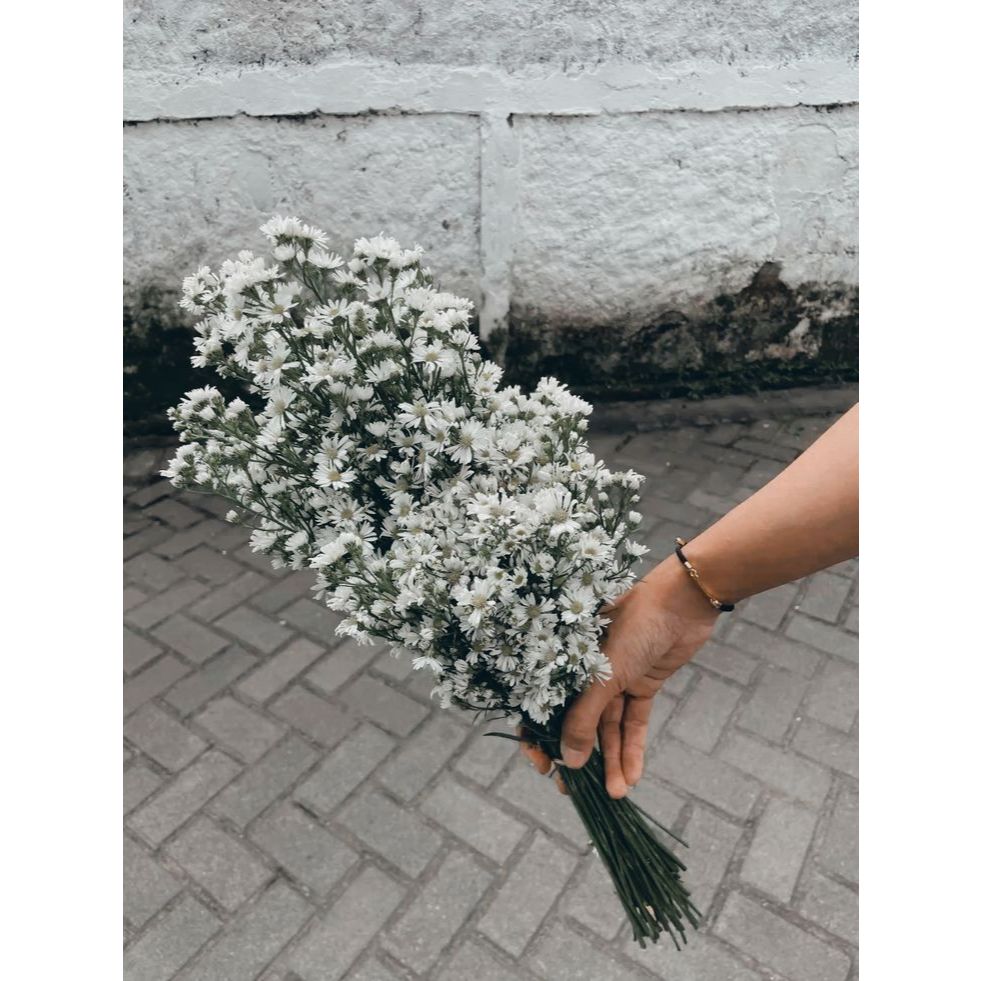 Jual Bunga potong pikok segar/Fresh Flower/Bunga potong segar/Bunga ...