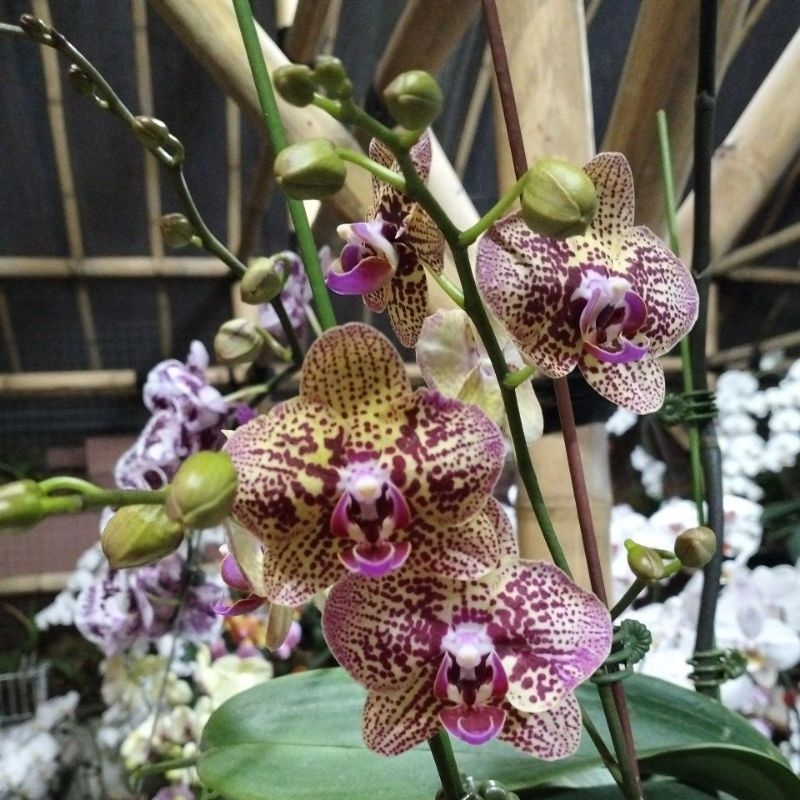 Jual CO LINK LIVE HARGA 95K 1kg | Shopee Indonesia