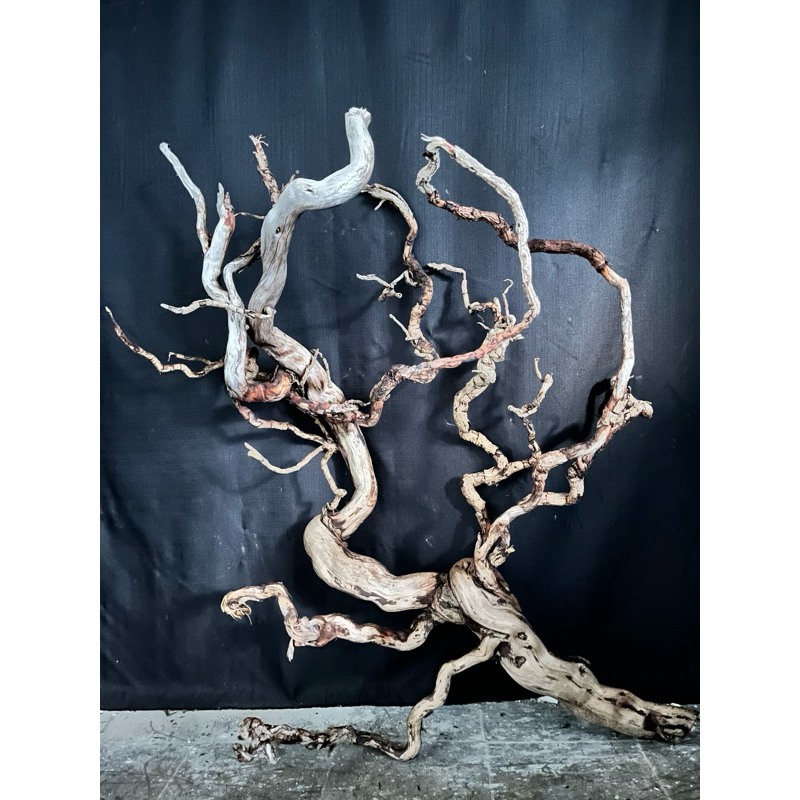 Jual Santigi Laut/ Stigi Laut (Pemphis Acidula) C | Shopee Indonesia