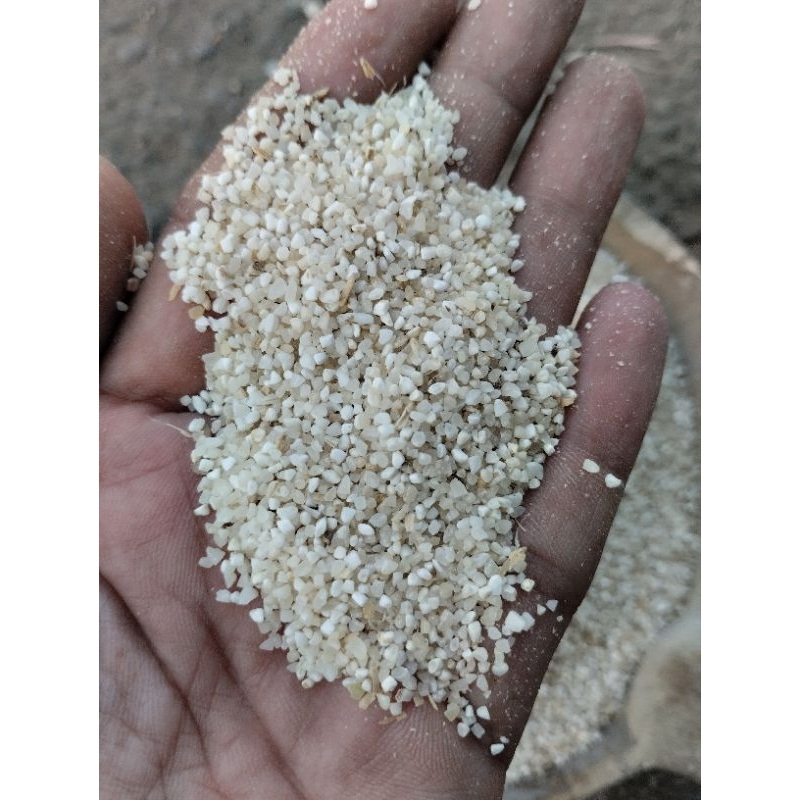 Jual beras menir beras pasir super 500gram pakan hewan ternak | Shopee ...