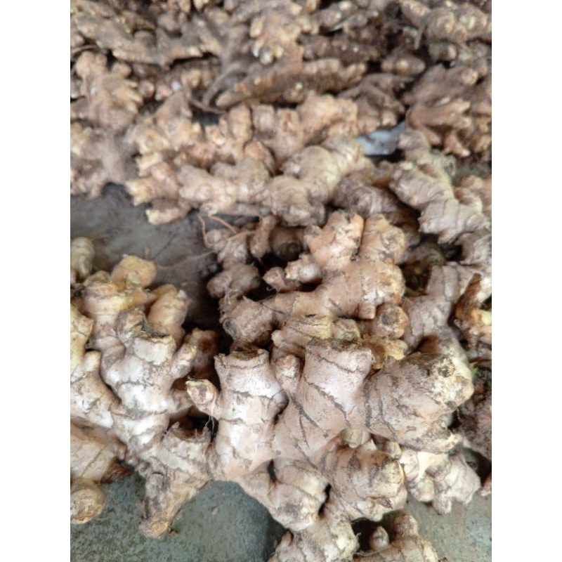 Jual jahe gajah/jahe putih segar 1kg | Shopee Indonesia