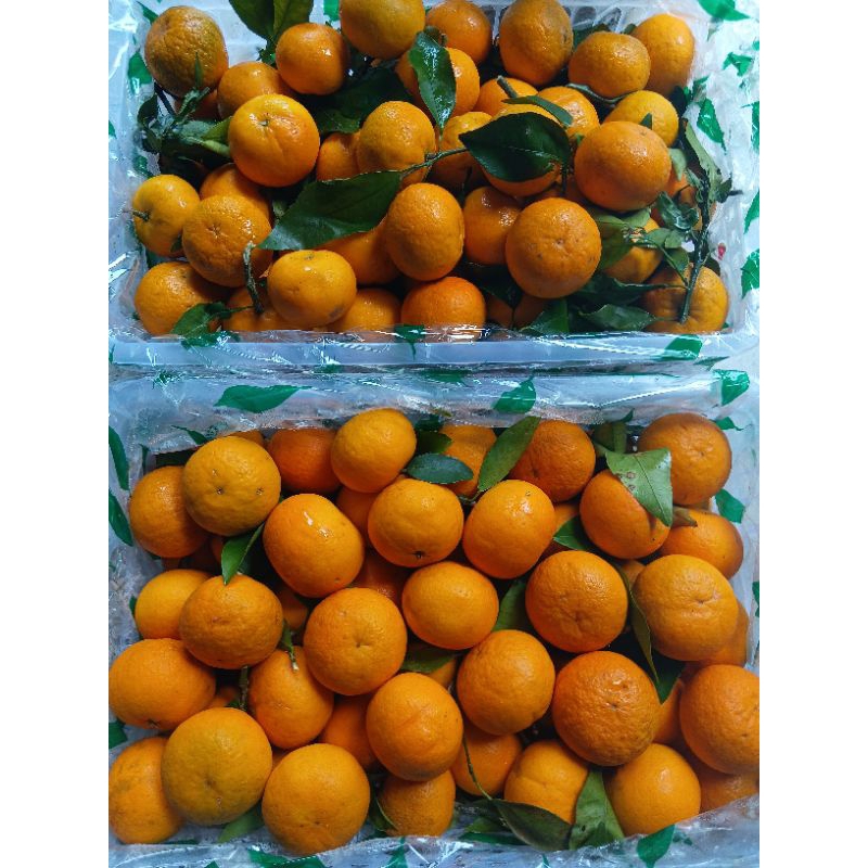 Jual JERUK WOGAN MANIS 1KG | Shopee Indonesia