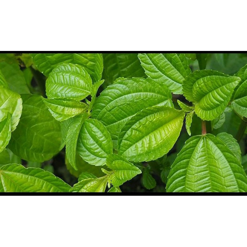 Jual daun pohpohan untuk lalaban /obat herbal juga bisa 100 bersih dan ...