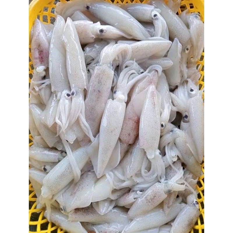 Jual Cumi tanggung Cumi hasil laut Segar 1kg | Shopee Indonesia
