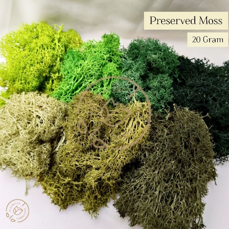 Jual 20 Gram Preserved Moss Lumut Awetan Nordic Dried Flowers Bunga ...