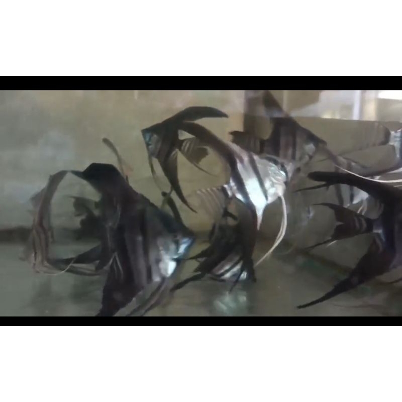 Jual manfish BW slayer & green screen | Shopee Indonesia