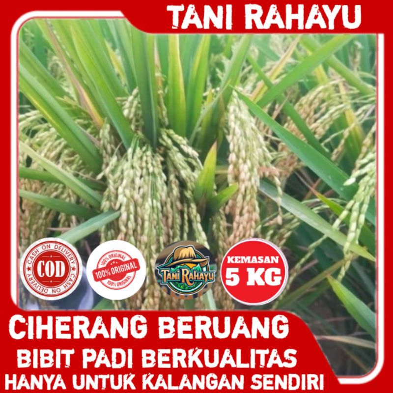 Jual BENIH BIBIT PADI CIHERANG BERUANG ORIGINAL KEMASAN 5KG | Shopee Indonesia