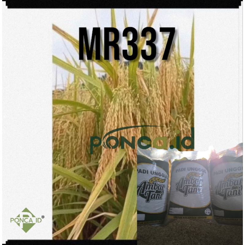 Jual BENIH PADI TERBARU MR 337 kemasan 5kg | Shopee Indonesia