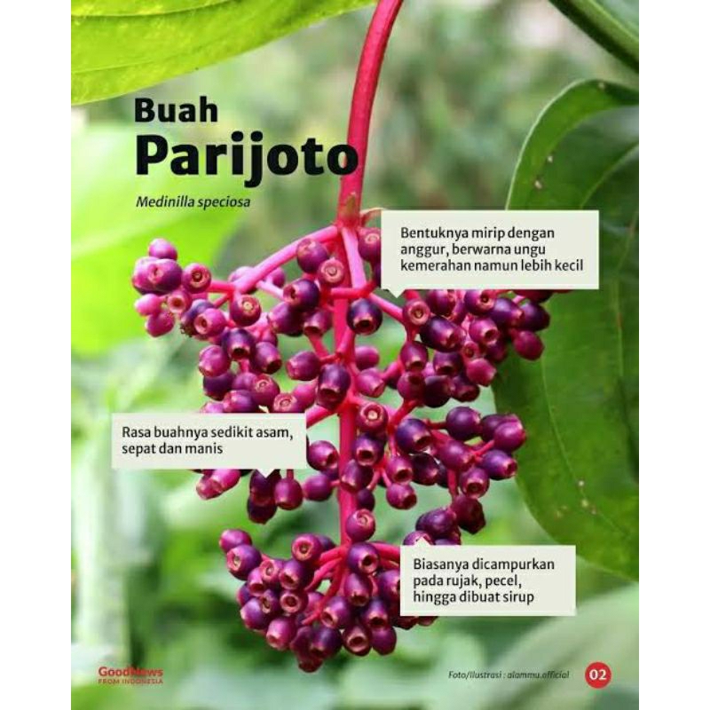 Jual buah Parijoto muria, promil alami ,fresh di petik dari kebun ...