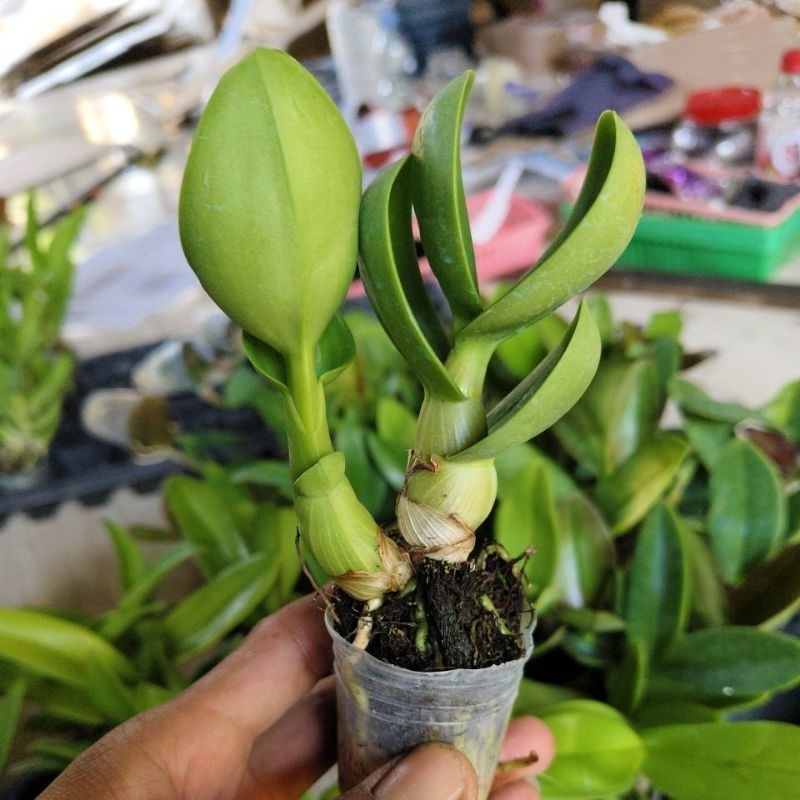 Jual Dendrobium Kriting dan bulat | Shopee Indonesia