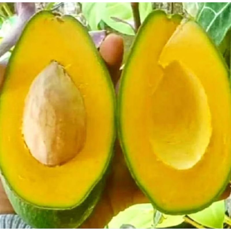 Jual Alpukat mentega super premium 1kg isi 3 sampai 4 pcs!!! pecking aman & bergaransi ...