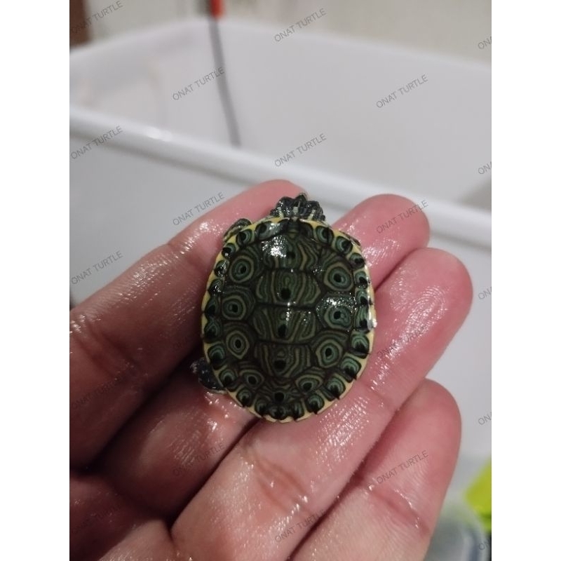 Jual Venusta Baby 3-4cm | Hiasan Akuarium | Shopee Indonesia