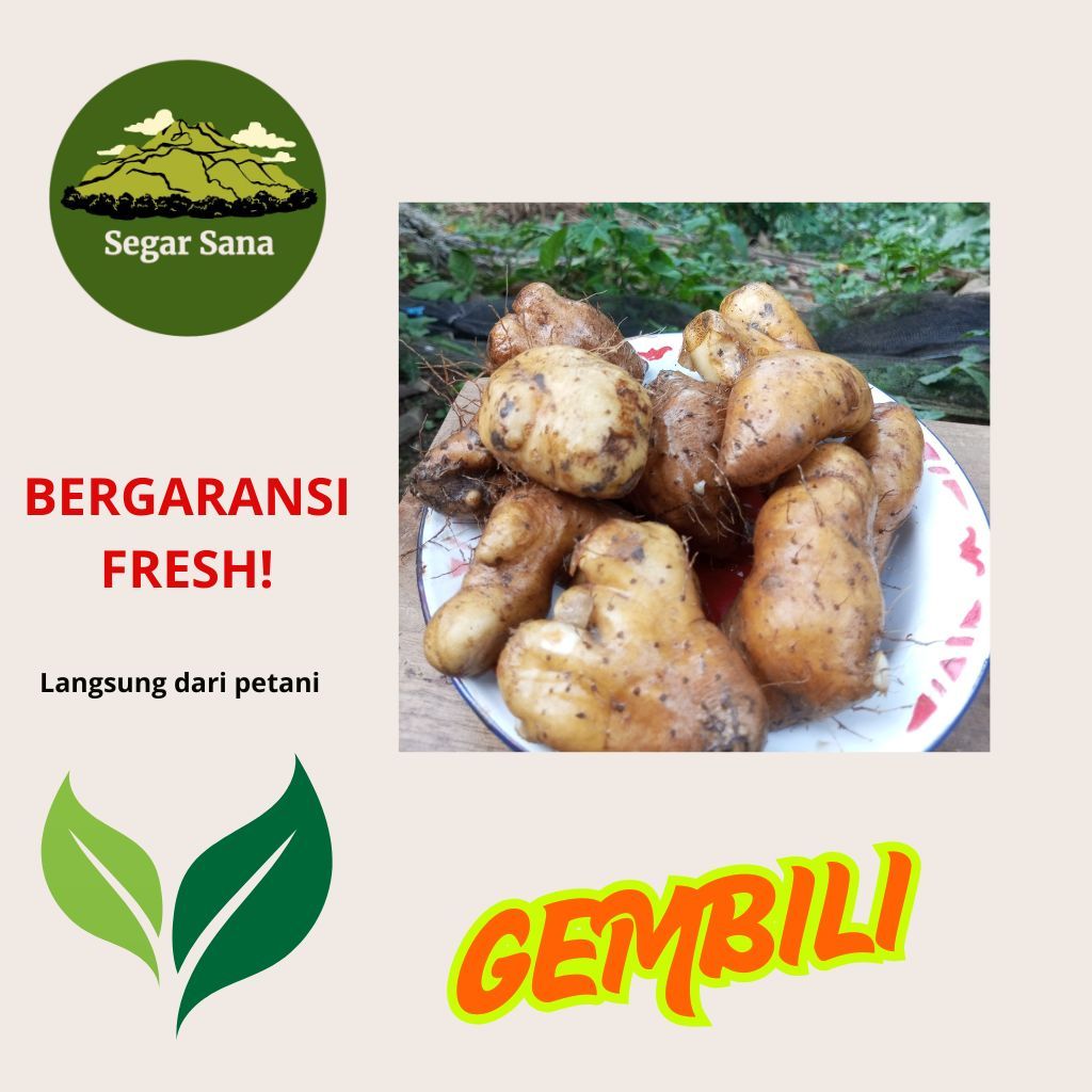 Jual GEMBILI BEBEK/KETAN PREMIUM MANIS DAN PULEN (1kg) | Shopee Indonesia