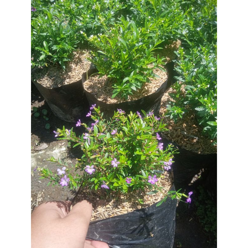 Jual Tanaman bunga Taiwan beauty (ungu) | Shopee Indonesia