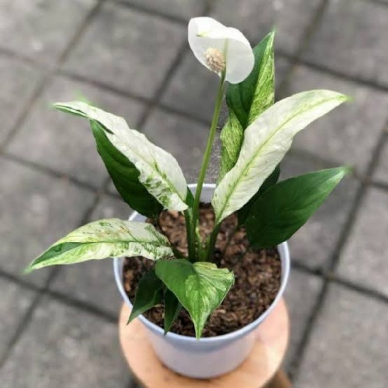 Jual Tanaman hias peace lily varigata - Peace lily varigata | Shopee ...