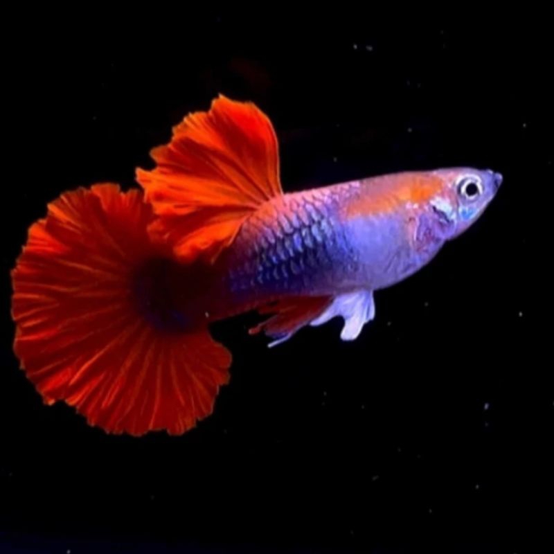 Jual GUPPY HB RED UKURAN 2-3 CM | Shopee Indonesia