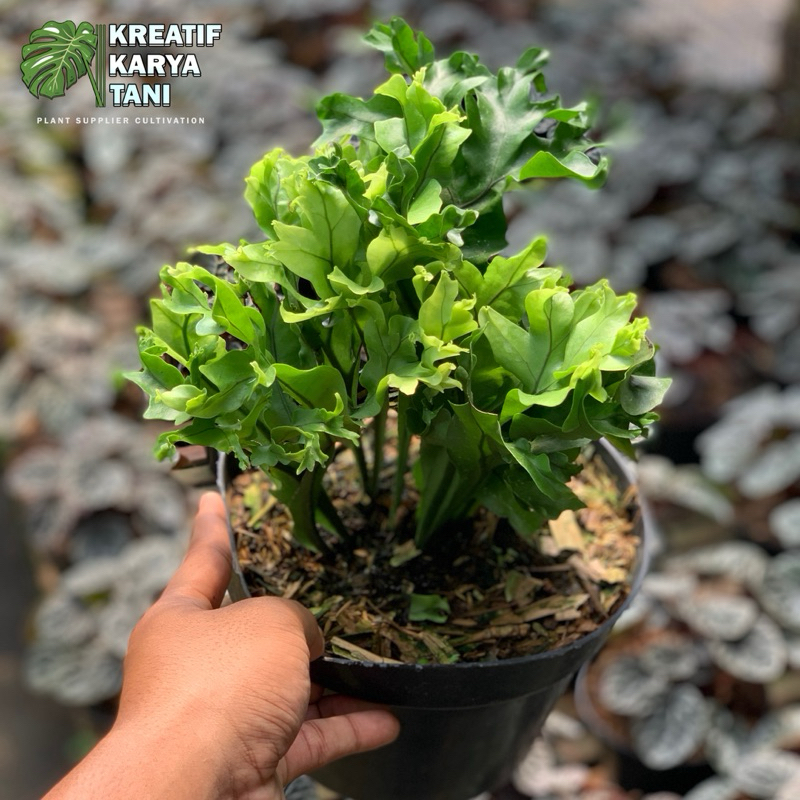 Jual Tanaman hias kadaka kembang api - Asplenium antiquum - Kadaka api ...