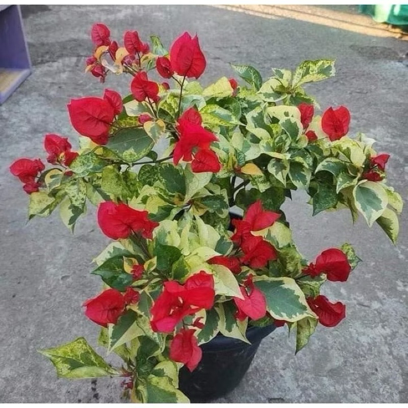Jual ( PROMO ) Tanaman Hias Bibit Bunga bugenvil Delima merah varigata ...