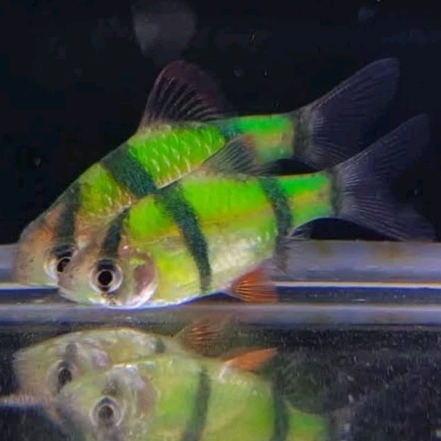 Jual Electric Green Sumatra *Instant Makassar* | Shopee Indonesia