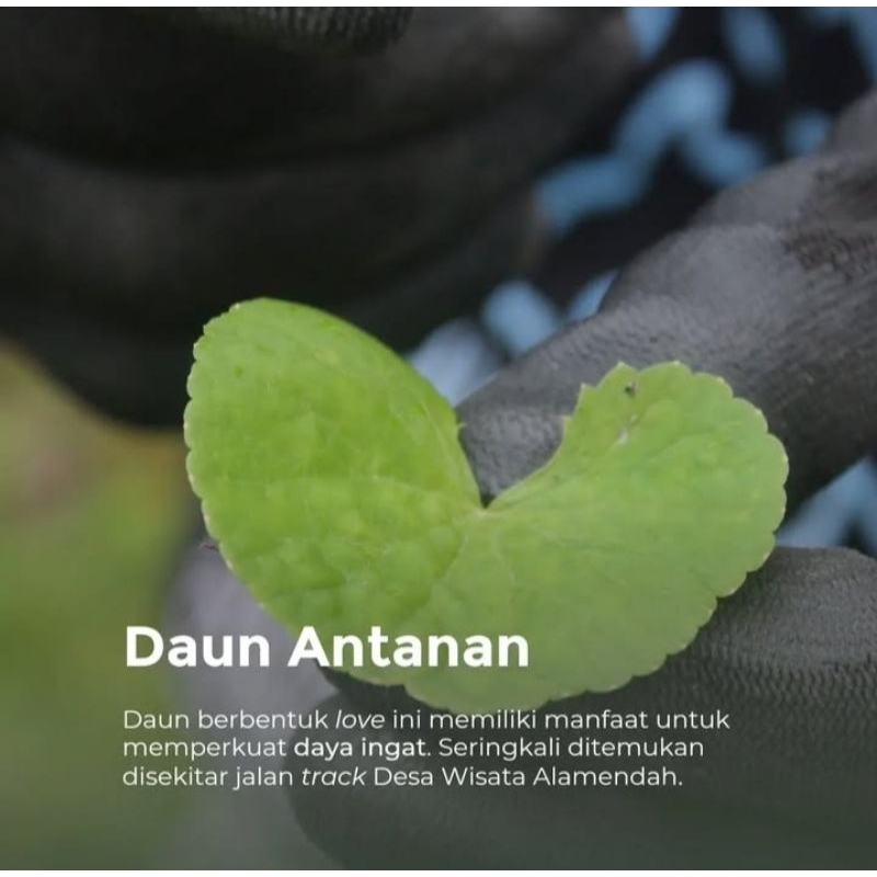Jual Daun antanan pegagan segar baik untuk daya ingat | Shopee Indonesia
