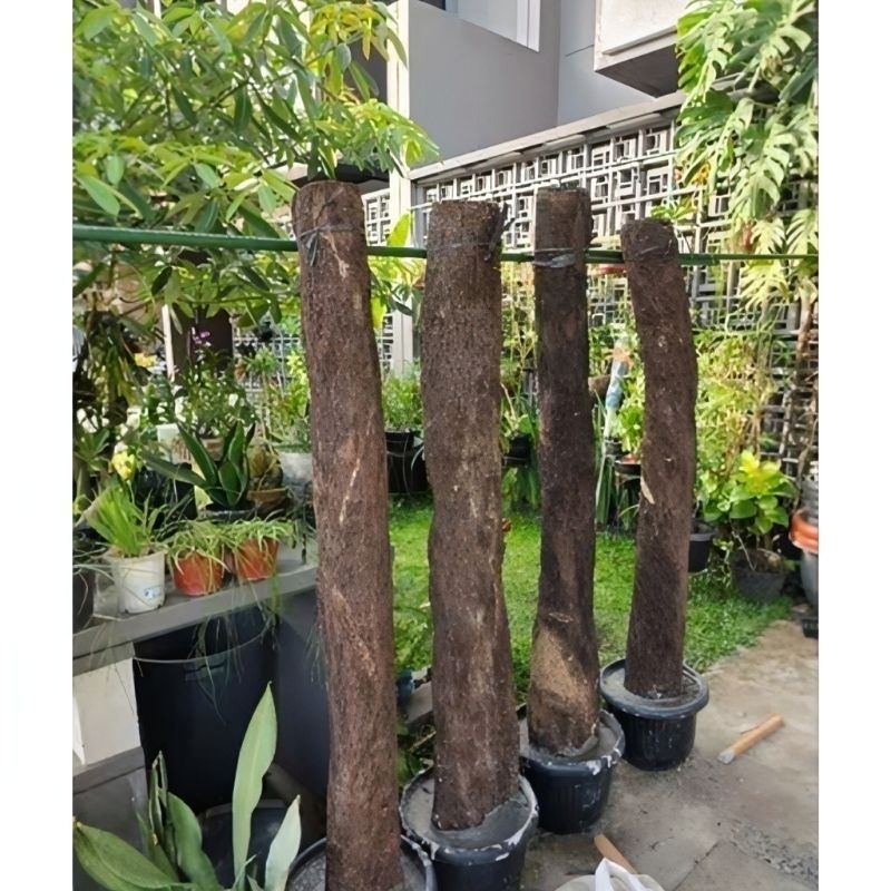 Jual Ready!! Batang pakis media tanam anggrek pul akar 1 meter | Shopee ...