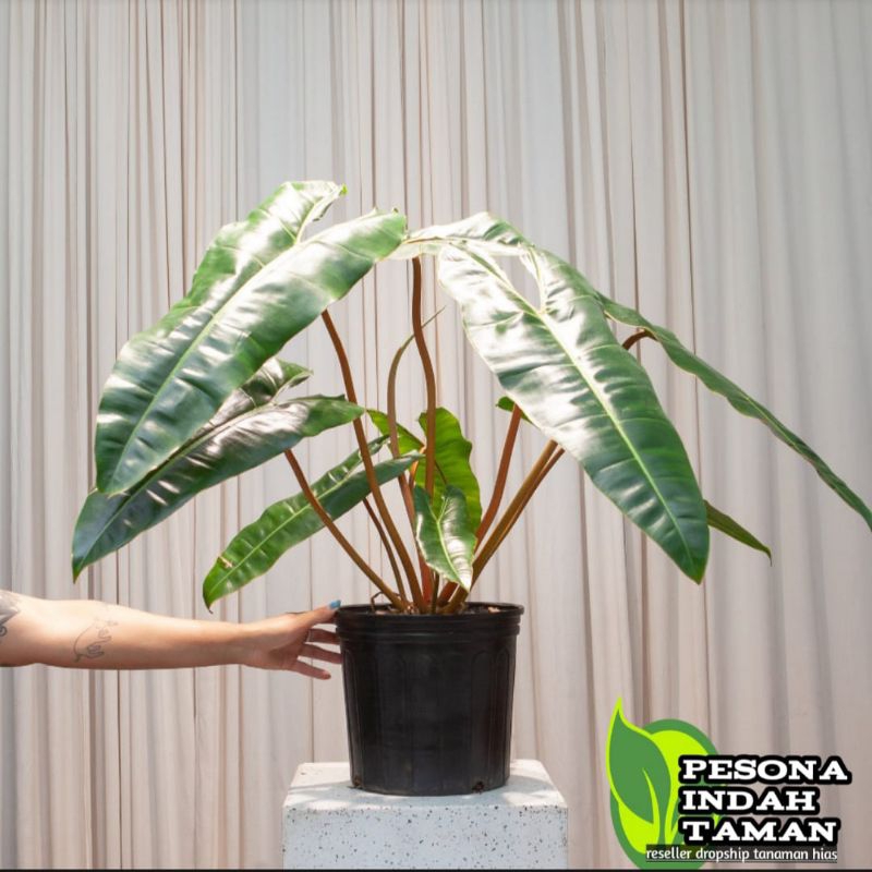 Jual Tanaman hias philodendron bilitiae kabel busi original batang ...