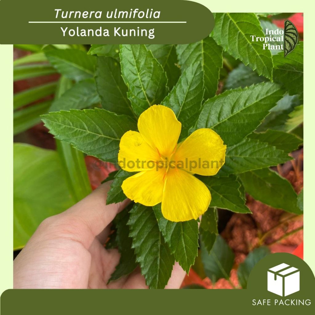 Jual Tanaman Hias Bibit Yolanda Kuning / Turnera Ulmifolia / Hiasan ...