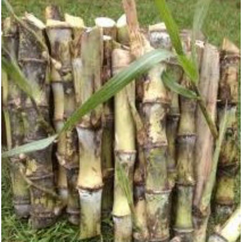 Jual Bibit Stek Batang Pohon Terubuk/Tebu Telur 10 Batang Uk. 20cm ...