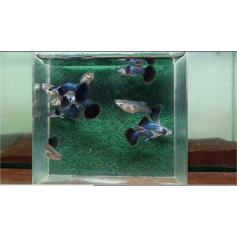 Jual Mainan guppy series dragon 1 pasang | Shopee Indonesia