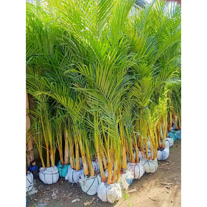 Jual tanaman hias palem kuning 1 meter / palem kuning rumpun / palem ...