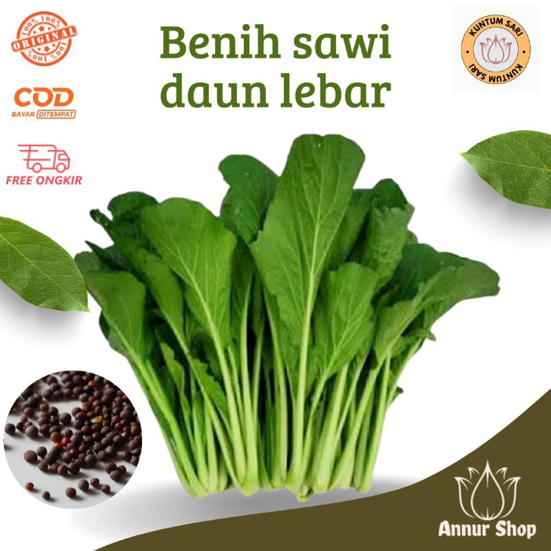 Jual 400 Biji Benih / Bibit sawi caisim manis super jumbo | Shopee ...