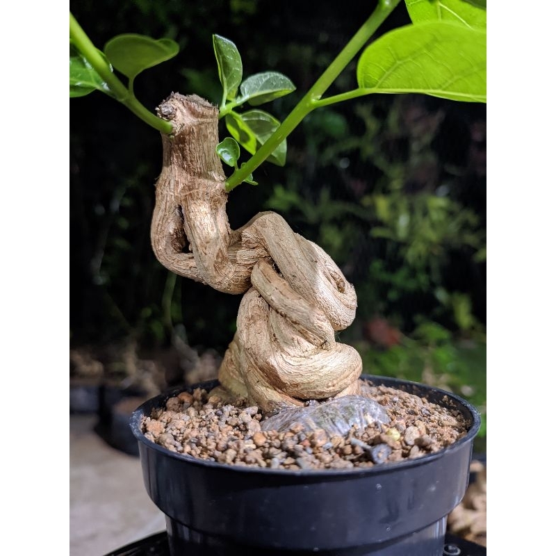 Jual bahan bonsai sancang split trunk | Shopee Indonesia