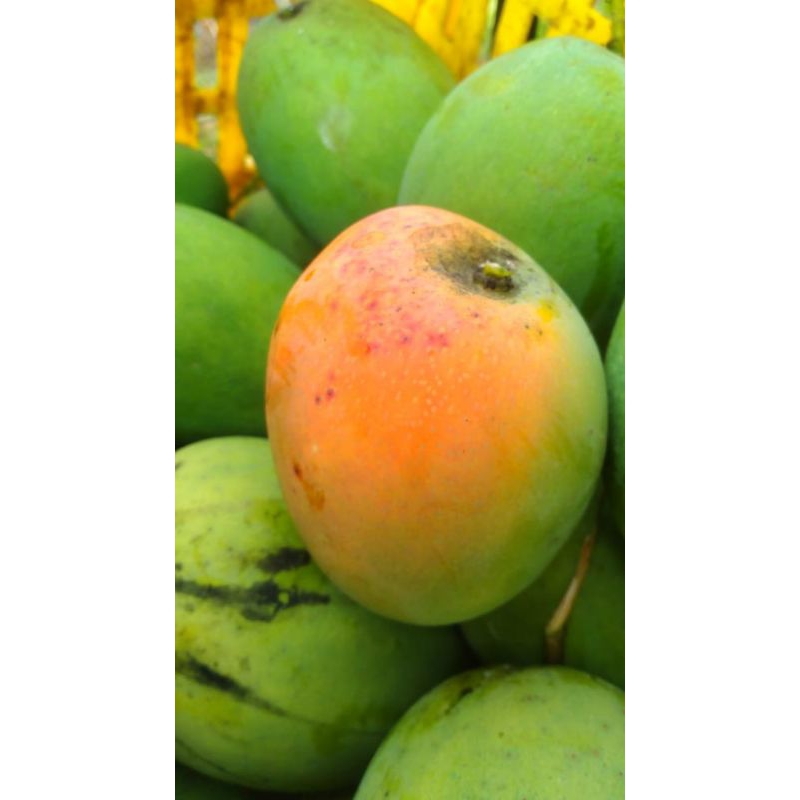 Jual mangga apel thailand super 1kg | Shopee Indonesia