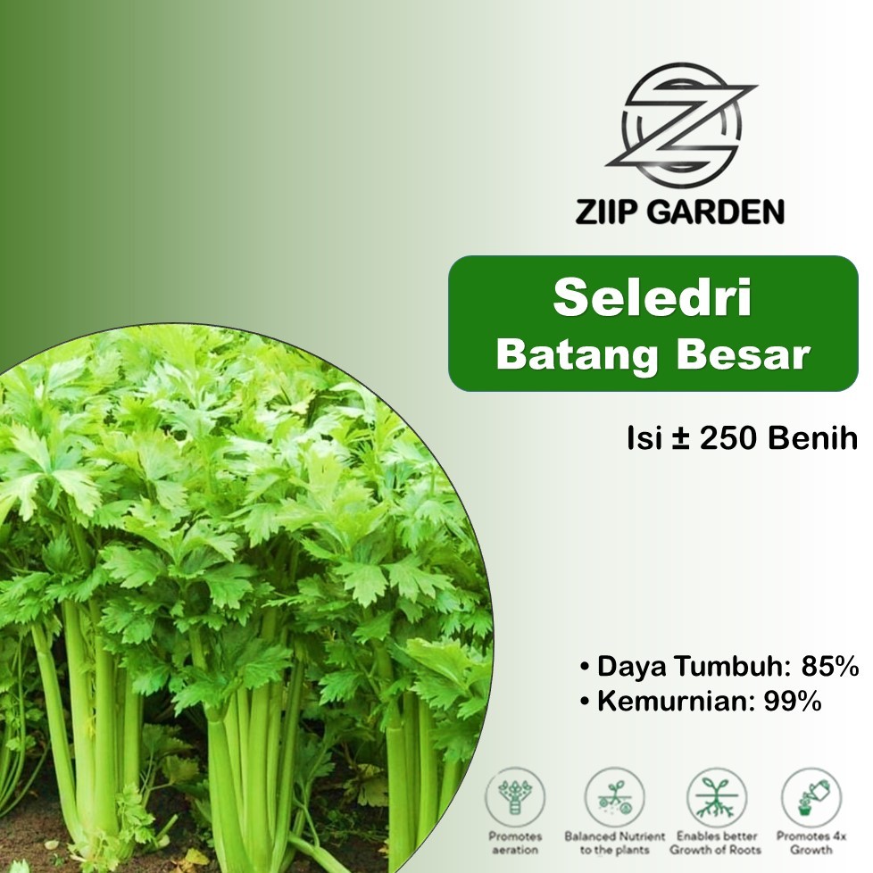 Jual Bibit Sayuran Seledri Batang Besar Unggul | Shopee Indonesia