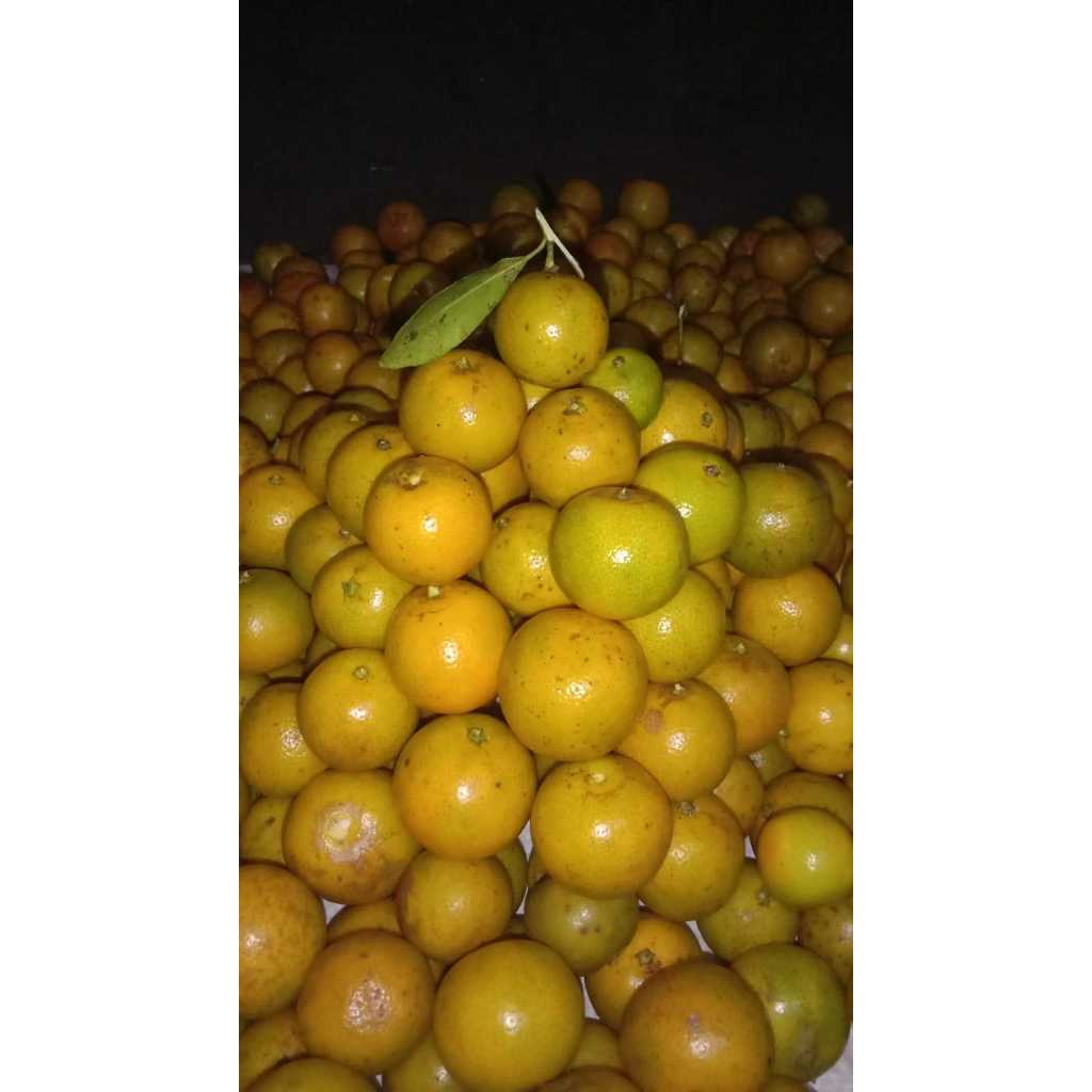 Jual Jeruk Sonkit mateng di pohon/Jeruk kasturi lemon cui 500gram/Jeruk ...