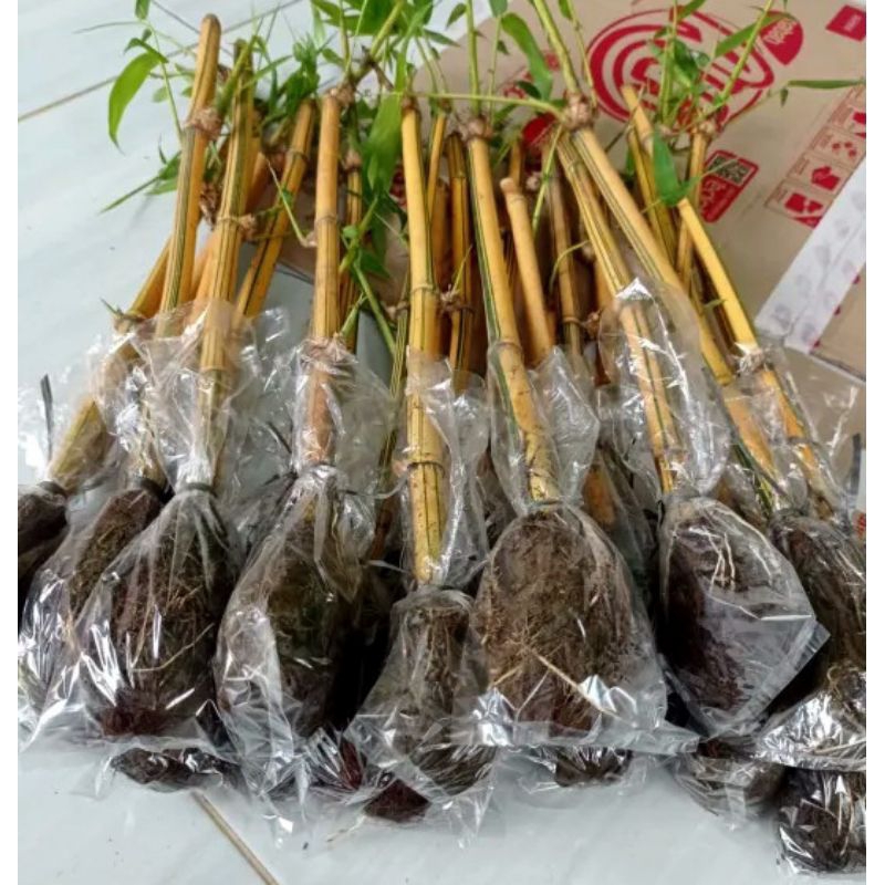 Jual Tanaman Hias Bambu Kuning Mini Dekorasi Taman Atau Pagar Rumah ...