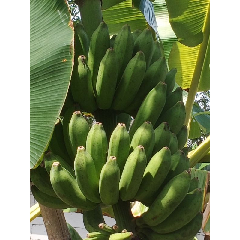 Jual Ready pisang raja bulu/raja ijo tua pohon | Shopee Indonesia