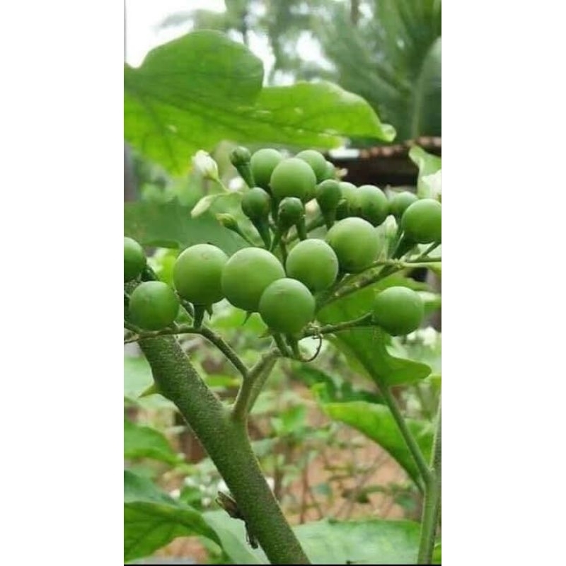 Jual buah virall buah cepokak segar per 500gram | Shopee Indonesia