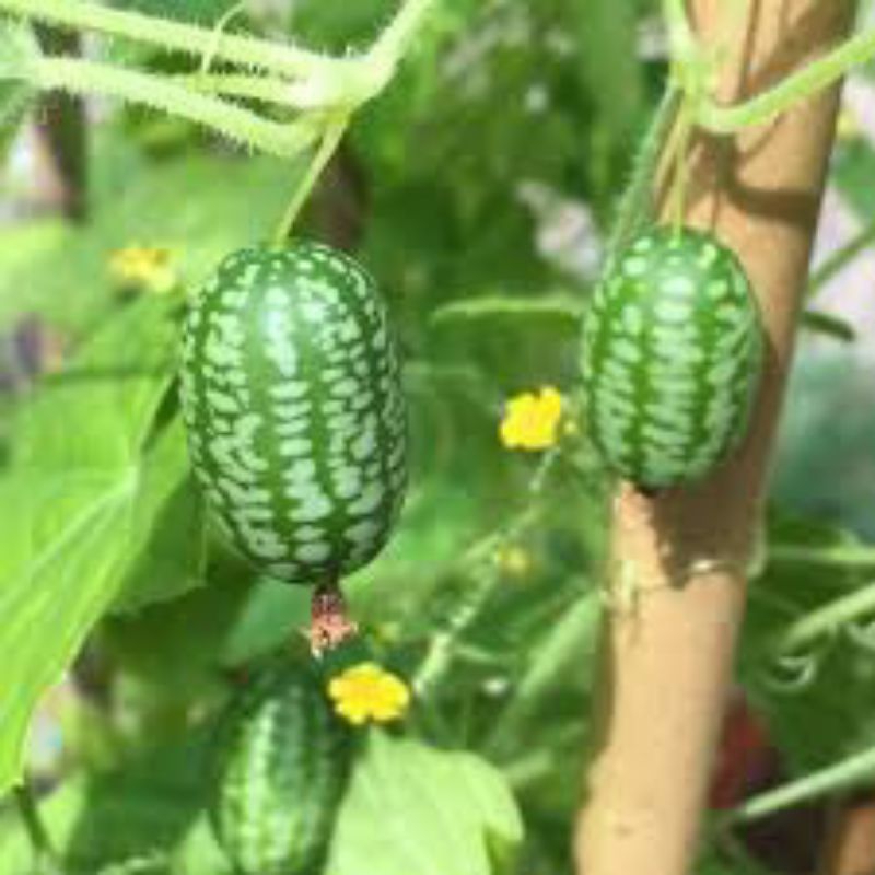 Jual BENIH/BIJI BUAH CUCAMELON/MELOTHARIA SCABRA (5 butir) | Shopee ...