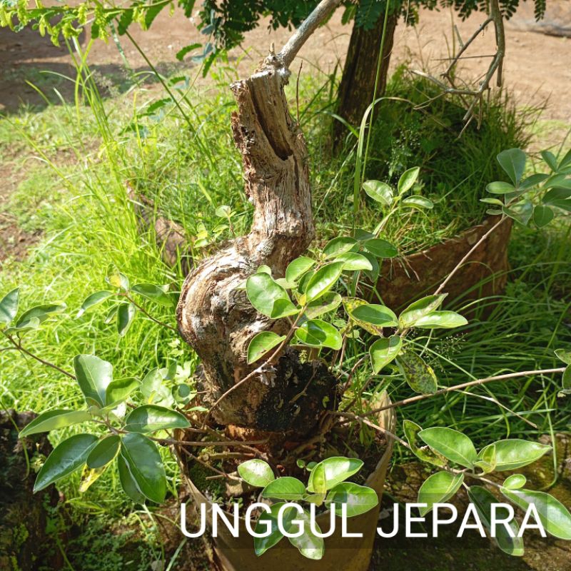 Jual BONSAI LEGUNDI GUNUNG | Shopee Indonesia