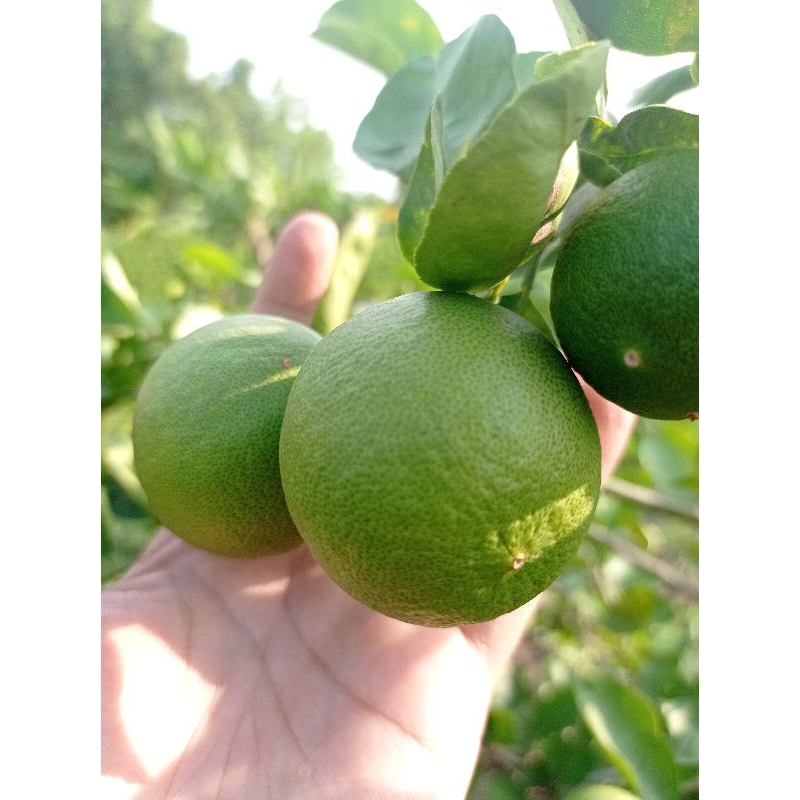 Jual Jeruk Nipis 1 kg Fresh Besar Banyak Air nya (dipetik dari kebun ...