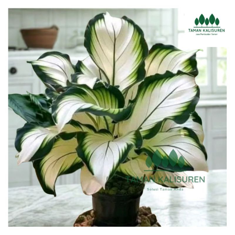 Jual Aglonema Diven Tisu Tanaman Hias Diven Tisu Bunga hidup dan mudah ...
