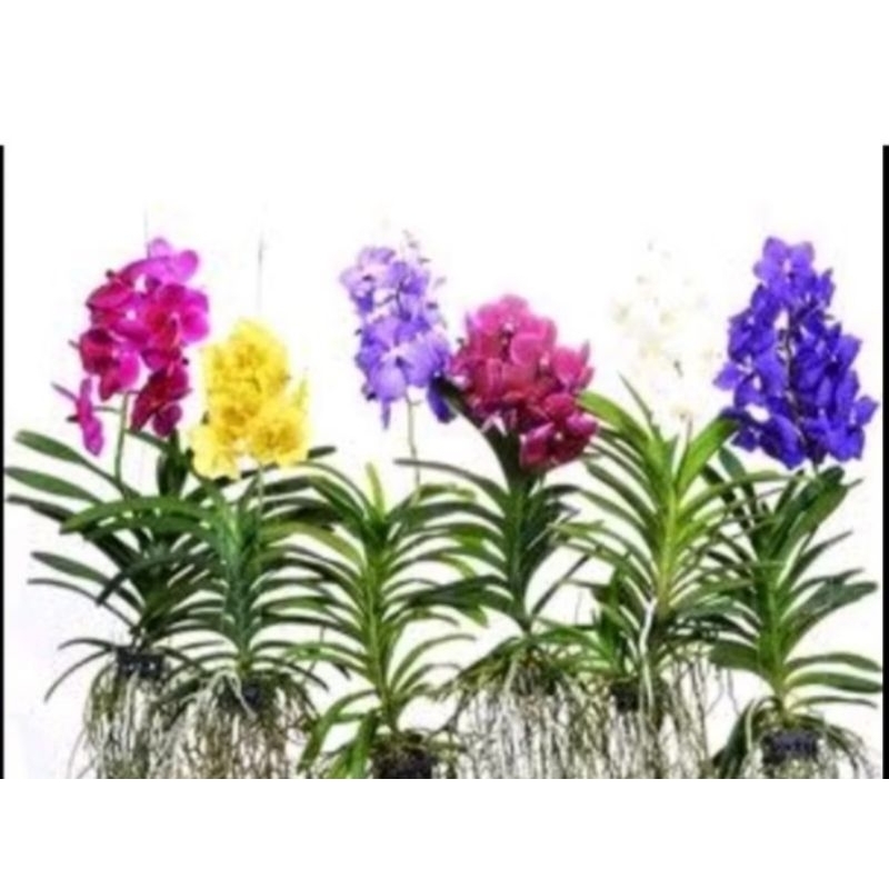 Jual Paket 2 Warna anggrek vanda / Pohon Anggrek Vanda Siap Berbunga ...